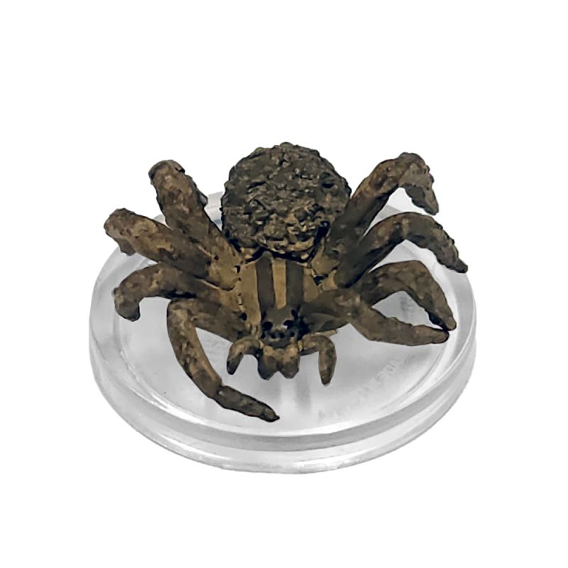 Giant Wolf Spider (Ghost Light) - (21) – The Sword & Board